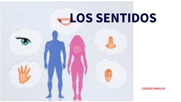 LOs sentidos