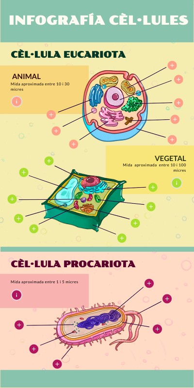 INFO VERTICAL CÉLULAS | Genially