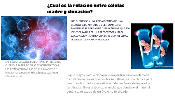 CELULAS MADRES Y CLONACION