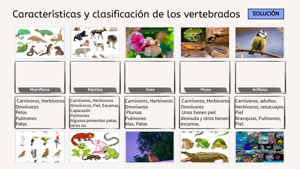 Características y clasificación de los vertebrados | Genially