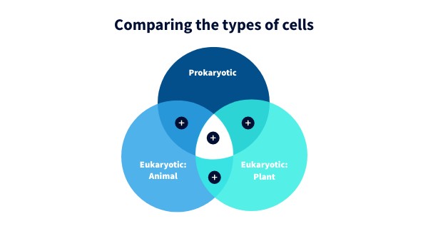 1.10. Comparing the types of cells Matias Franco 9th C
