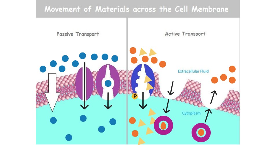 Movement of Materials across the Membrane | Genially