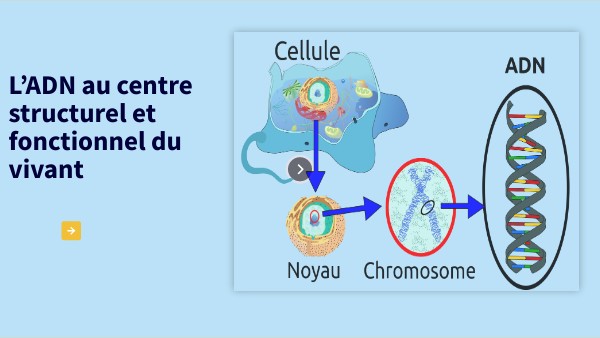 L'ADN au centre structurel et fonctionnel de la cellule