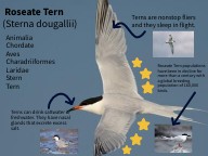 Roseate Tern