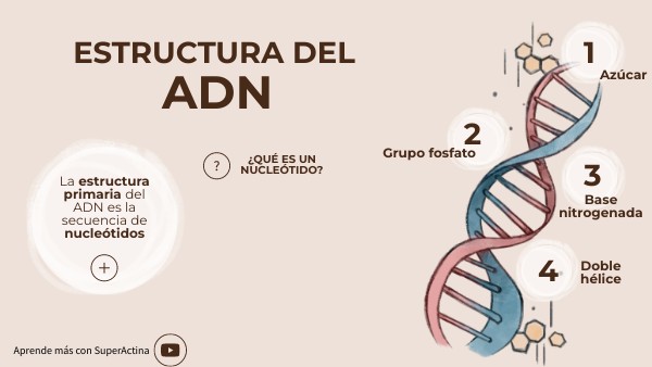 INFO VERTICAL ADN | Genially