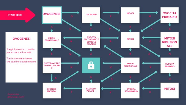 SEQUENCE MAZE OVOGENESI