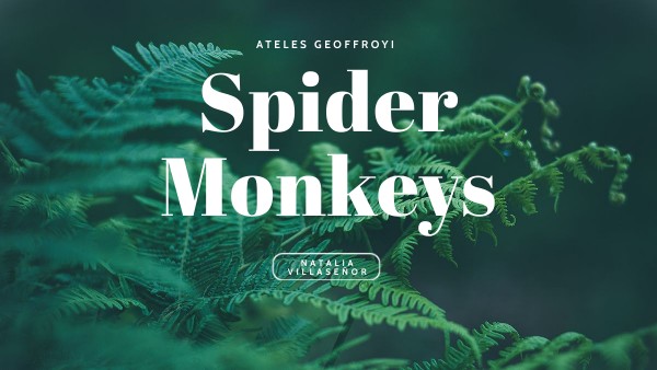 Spider Monkey | Genially
