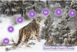 Snow leopard | Genially