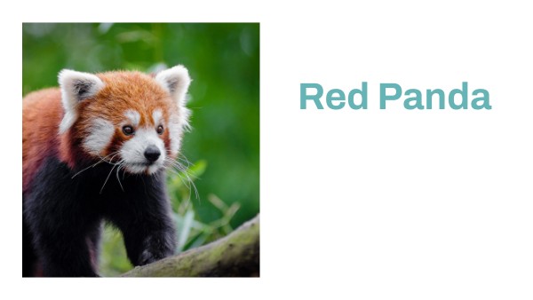 Red panda