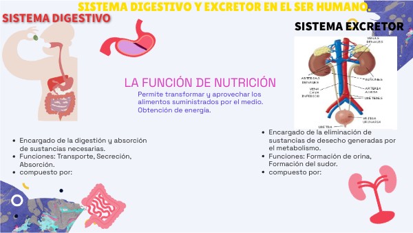 sistema digestivo y excretor | Genially