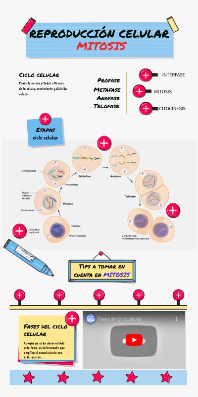 El ciclo celular | Genially