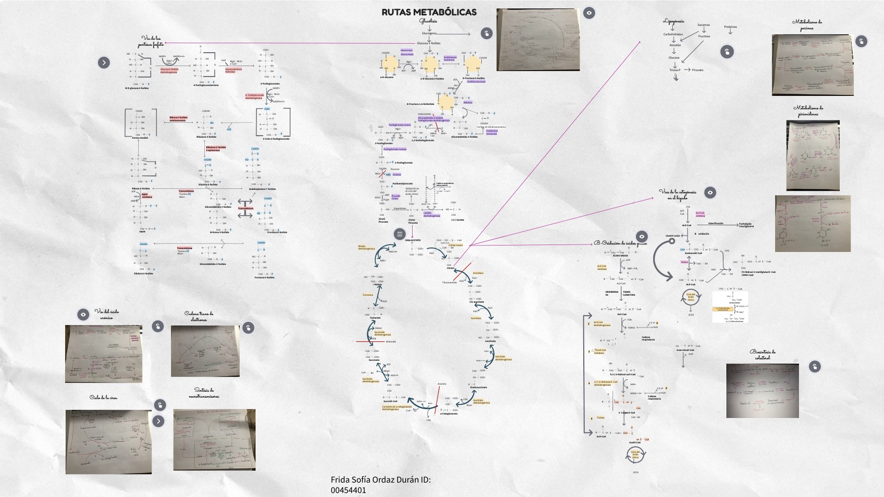 Rutas metabólicas | Genially