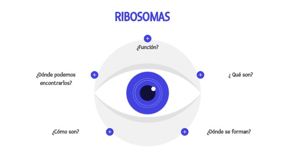ribosomas