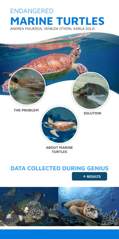 MARINE TURTLES ENDANGERED