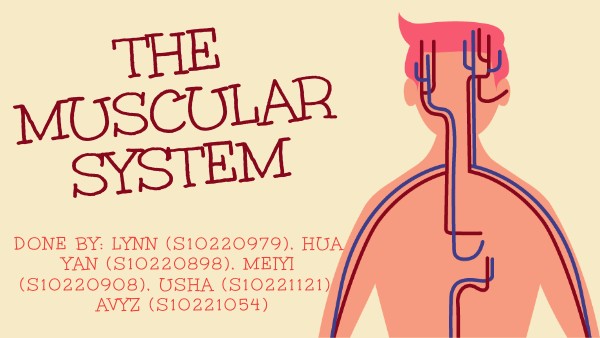 Muscular system Project | Genially