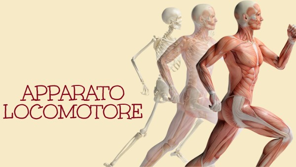 L'apparato locomotore