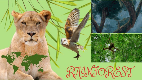 RAINFOREST | Genially