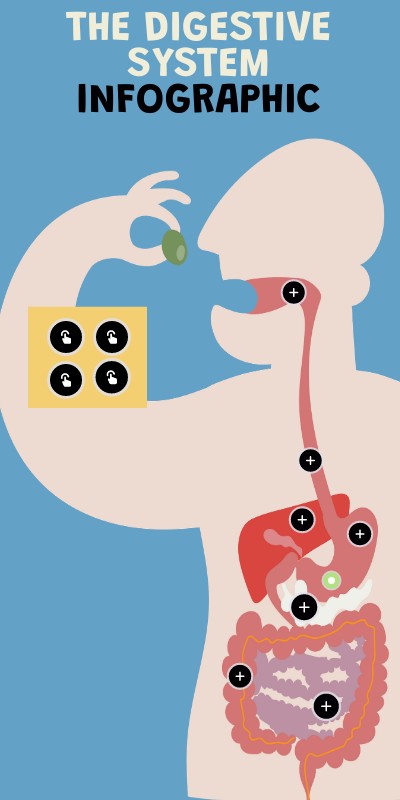 DIGESTIVE VERTICAL INFO