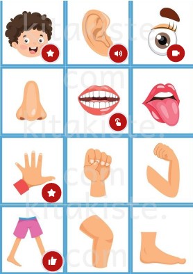 Testrészek 2 | Genially