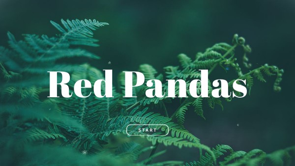 Red Pandas