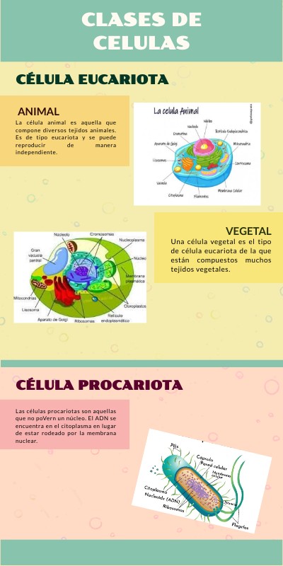 INFO VERTICAL CÉLULAS | Genially