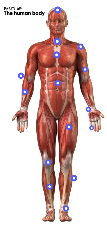 Human body parts | Genially