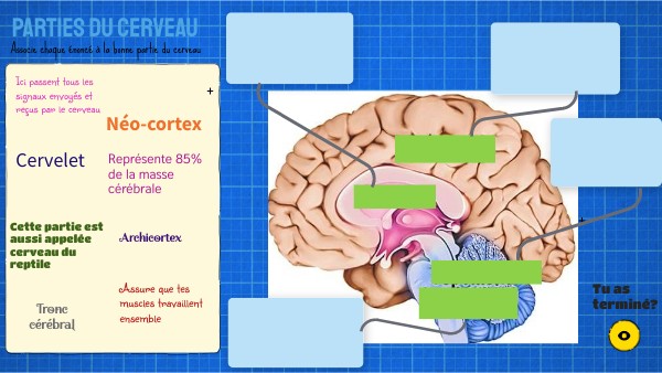 Parties du cerveau | Genially