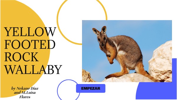 YELLOW WALLABY