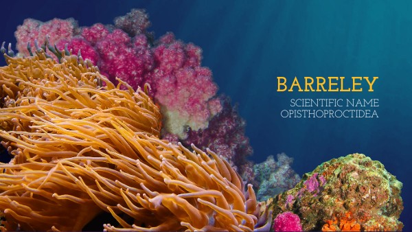 SUBMARINE PRESENTATION | Genially