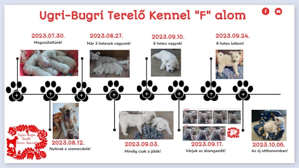 Ugri-Bugri Terelő Pumi kiskutyák