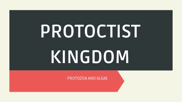 protoctist kingdom