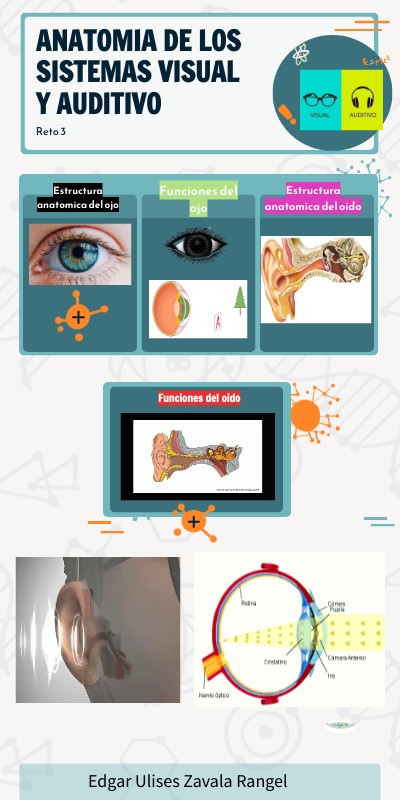 Anatomia De Los Sistemas Visual Y Auditivo Genially