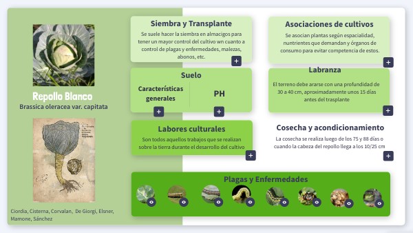 Infografía sobre el repollo | Genially