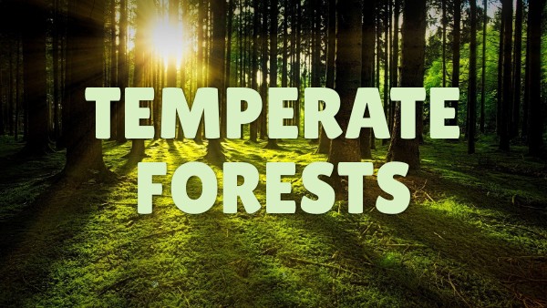 temperate forests | Genially