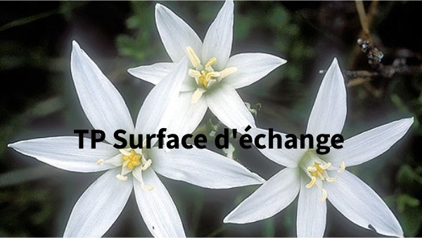 Présentation essentielle | Genially