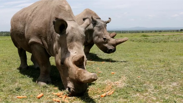 Voortbestaan noordelijke witte neushoorn is bedreigd