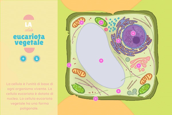cellula eucariota vegetale | Genially