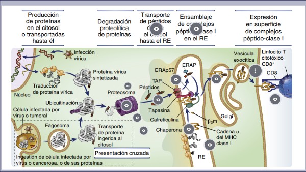 VÍA ENDÓGENA - MHC I | Genially