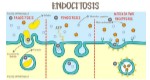 Endocitosis
