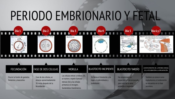 PERIODO EMBRIONARIO Y FETAL | Genially