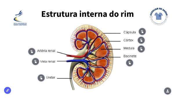 Estrutura interna do rim | Genially