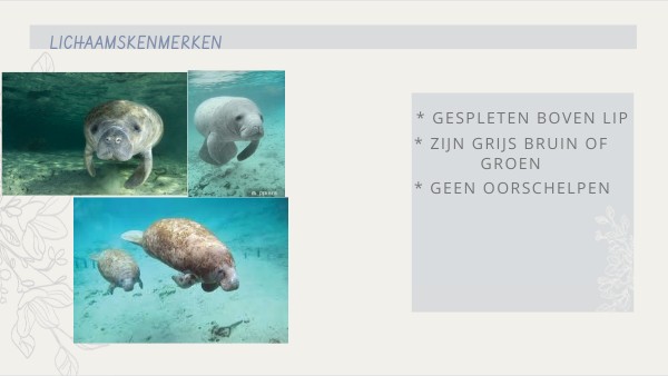 de zeekoe | Genially