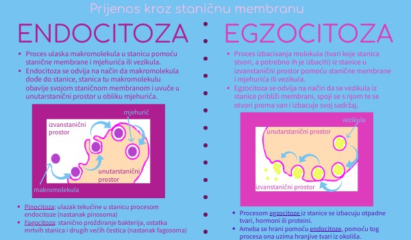 Endocitoza i egzocitoza