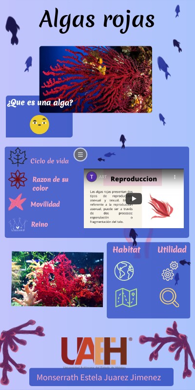 Alga roja