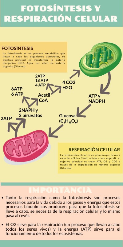 fotosíntesis y respiración celular