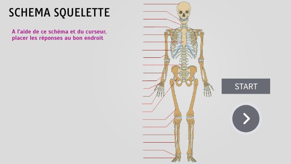 Schéma Squelette | Genially