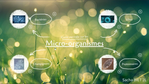Carte mentale Micro_organismes | Genially