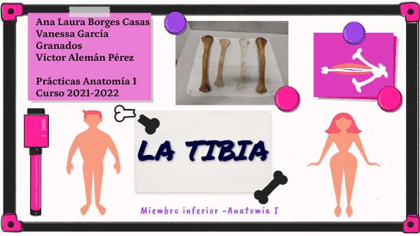 LA TIBIA | Genially