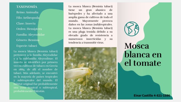 TRÍPTICO-Bemicia tabaci | Genially