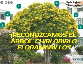 reconociendo el CHIRLOBIRLO FLORAMARILLO